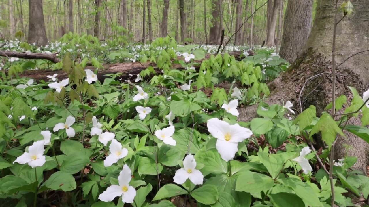 Black Swamp Conservancy talks upcoming event | The Blade Video