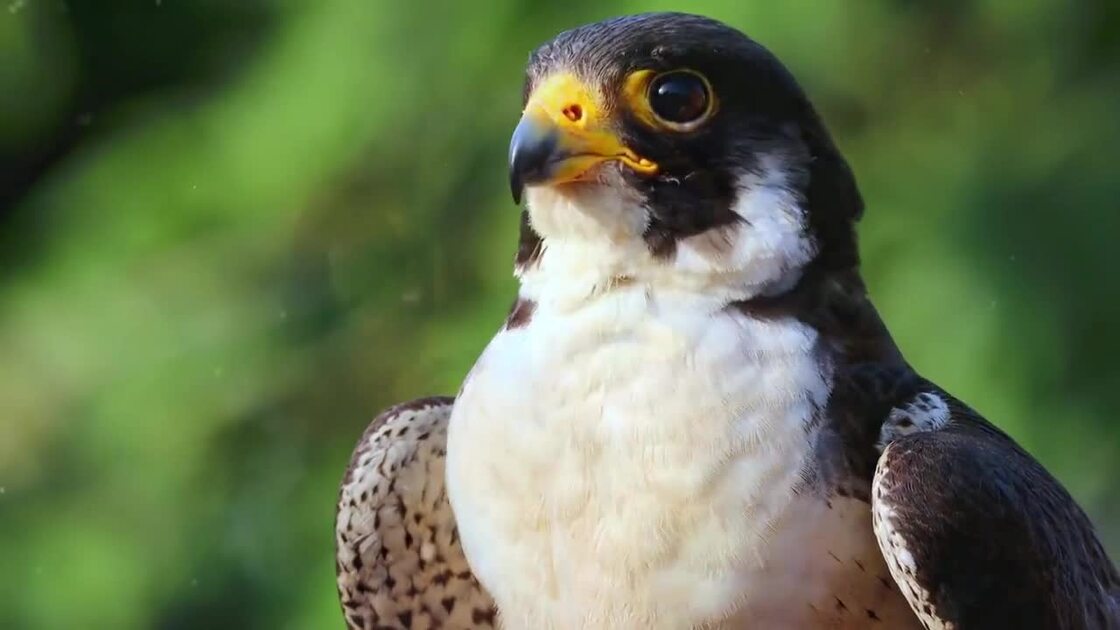 Vidéos et bulletins de nouvelles | TVA Nouvelles