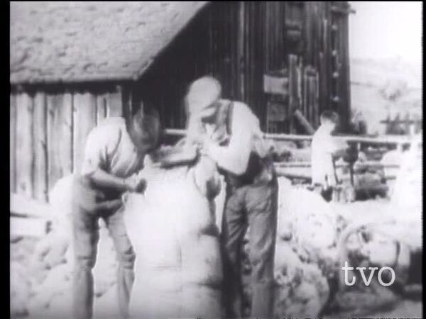 100% Wool | TVO Today