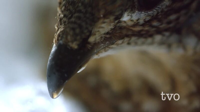 The Big Freeze | TVO Today