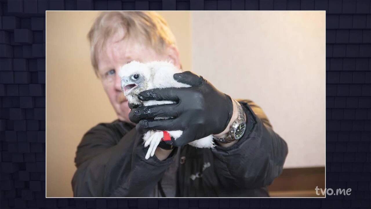 Welcoming a New Batch of Hamilton Falcons | TVO Today
