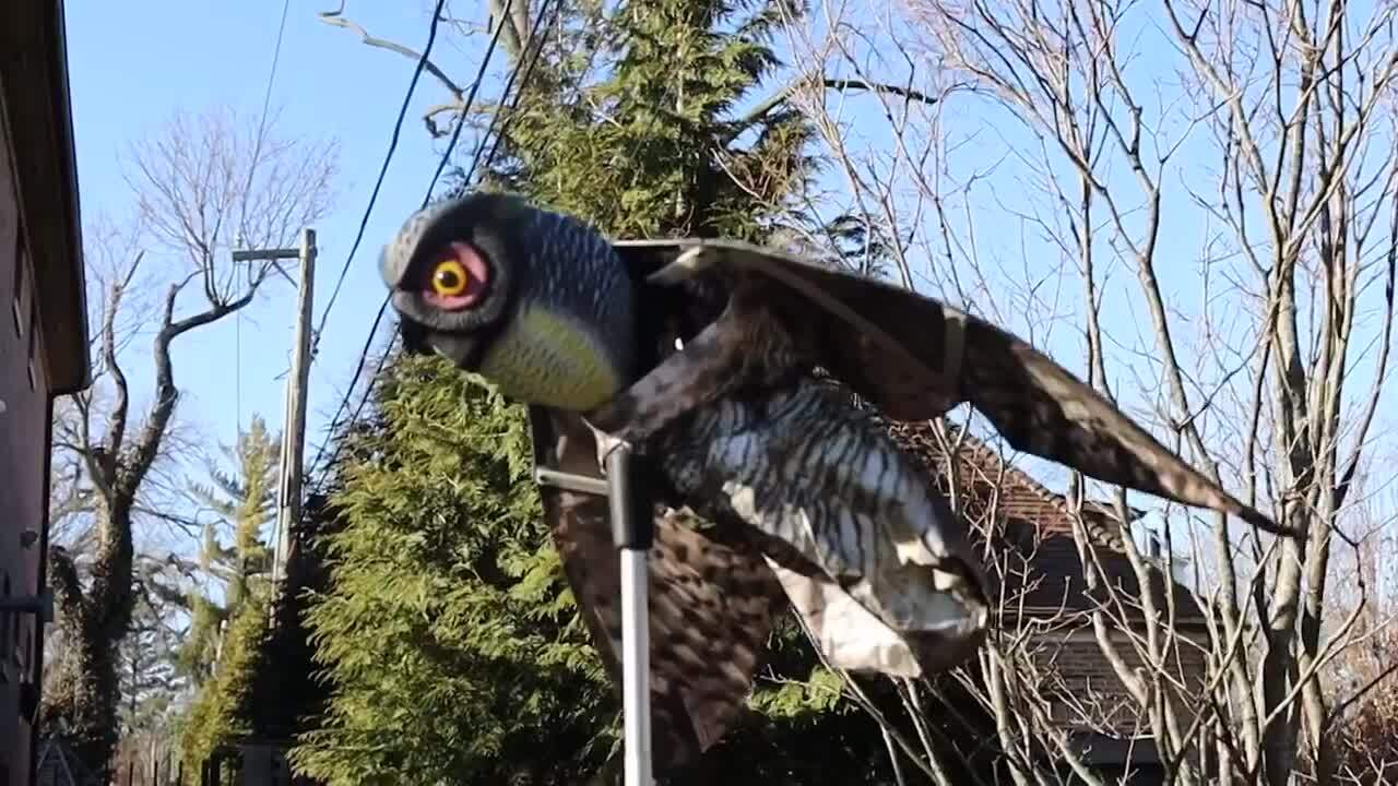 Bird-X Prowler Owl with Flapping Wings Owl Decoy Scarecrow Bird ...