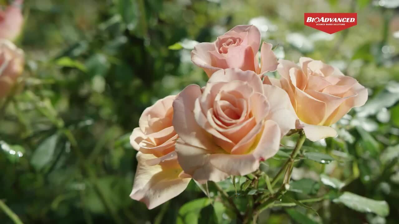 BIOADVANCED 32 oz. Ready to Spray Extended Control Brush Killer 820172B ...