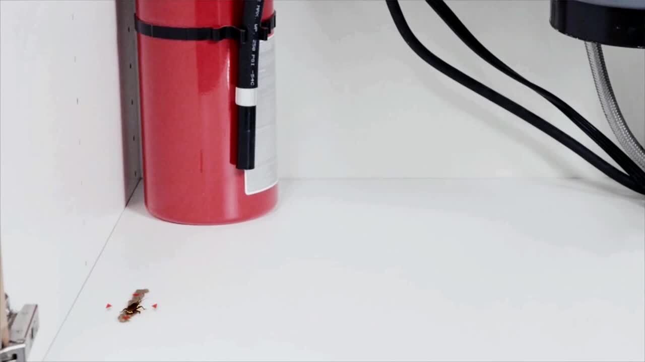 COMBAT Source Kill Max Roach Insect Killer Gel 60g 2340051960 - The ...