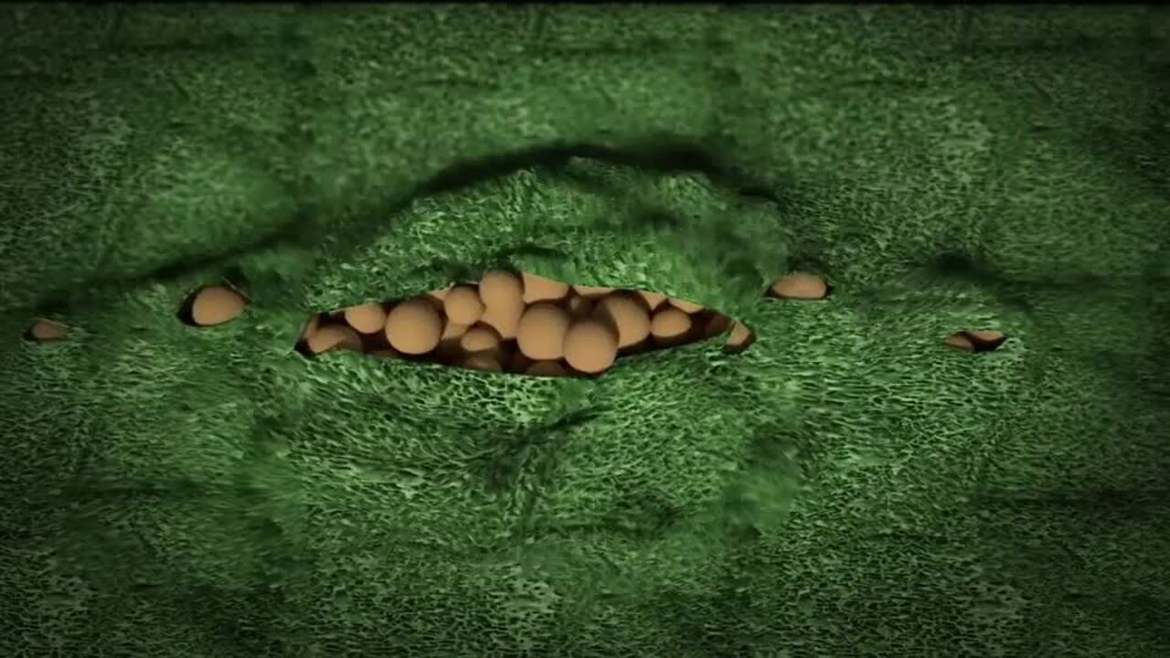 Elatus Ace Fungicide | Broad spectrum protection