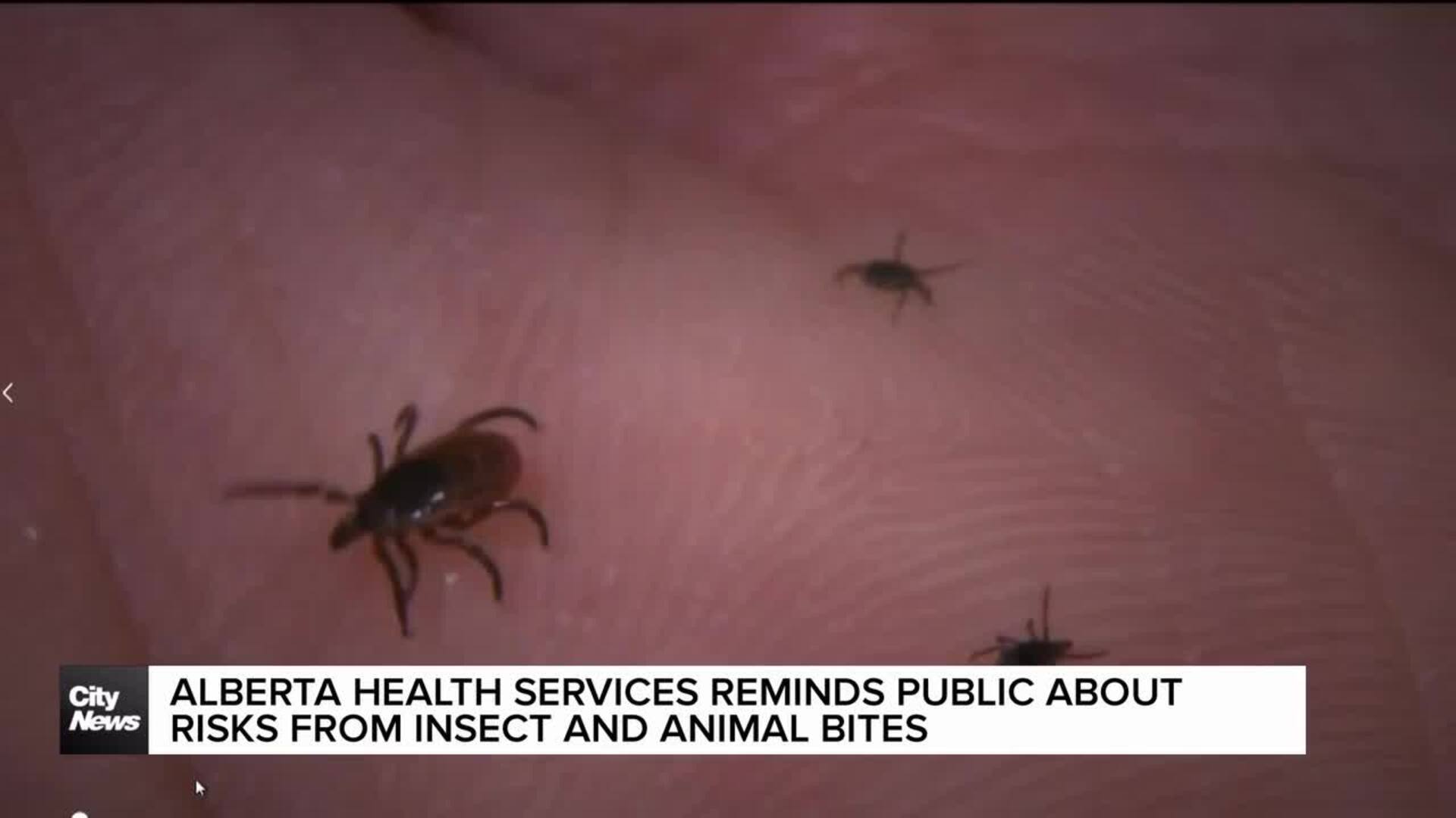 Alberta Health Services reminds public about risks from insect and ...