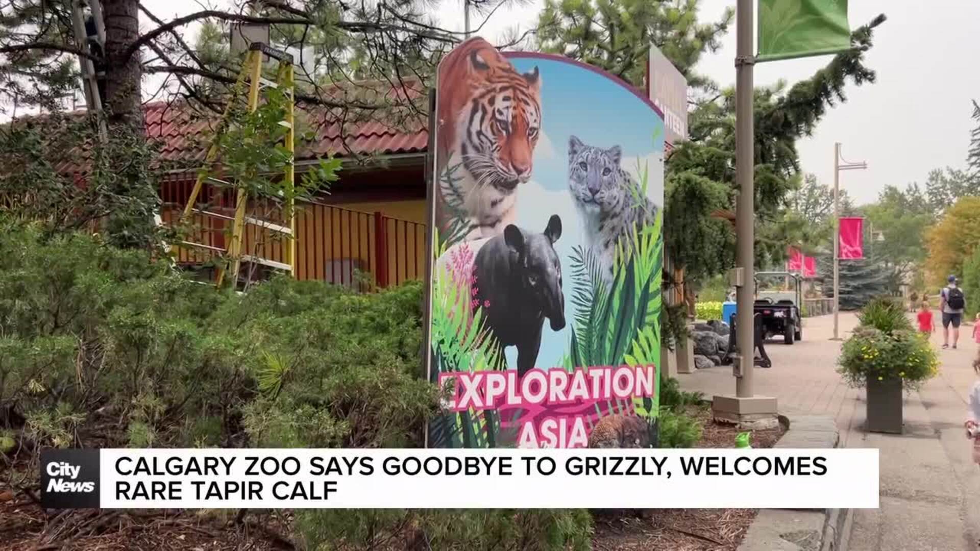 Calgary Zoo says goodbye to Grizzly, welcomes rare Tapir calf