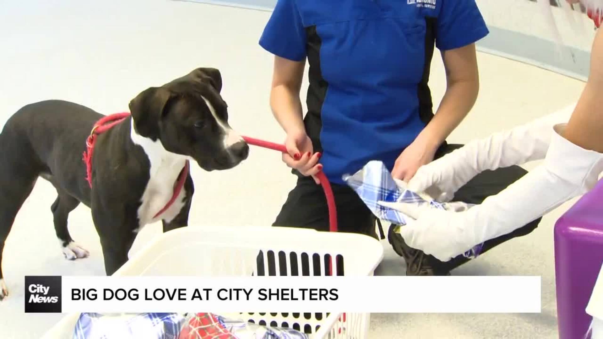 Sharing big dog love at city shelters