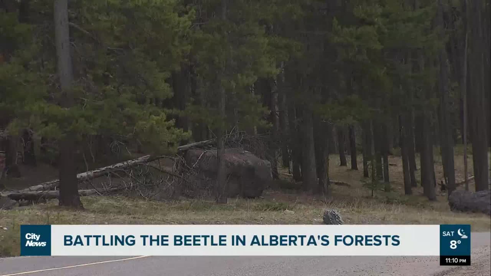 Battling the Beetle in Alberta’s forests