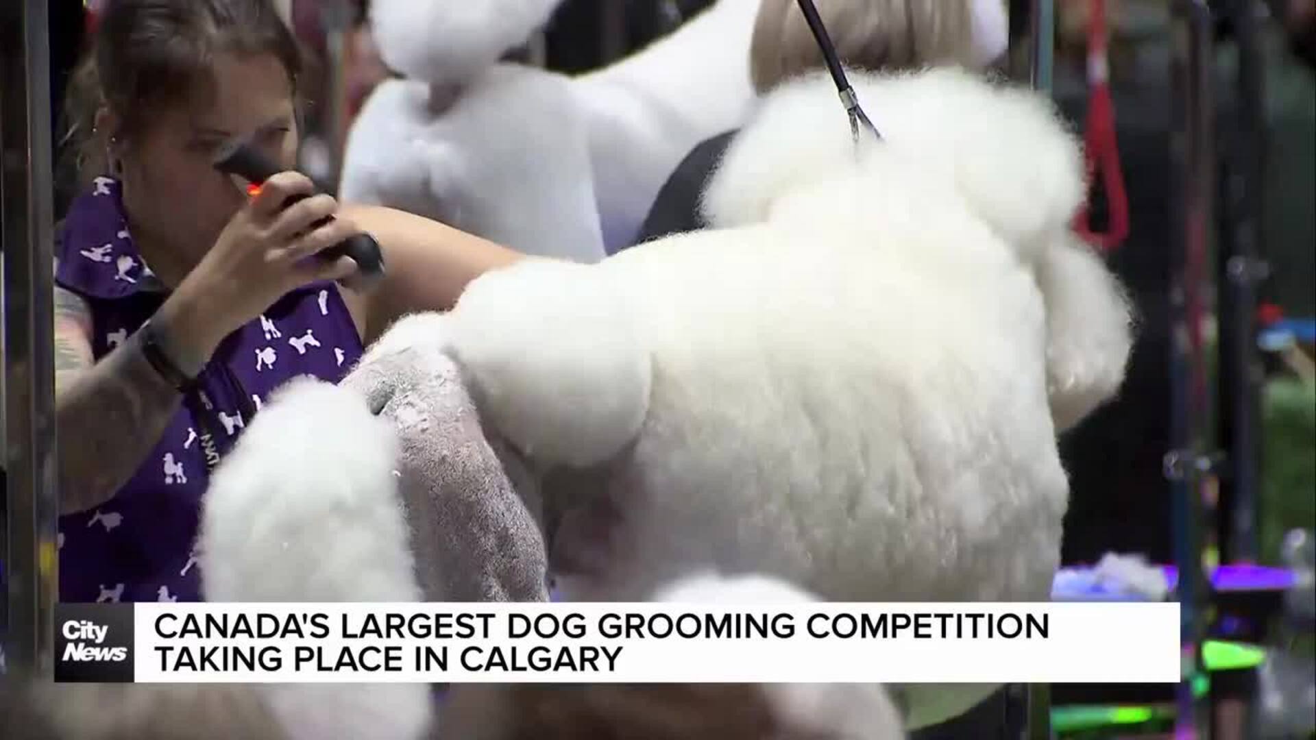 NORAD jets intercept unauthorized aircraft near G7 Summit Airspace