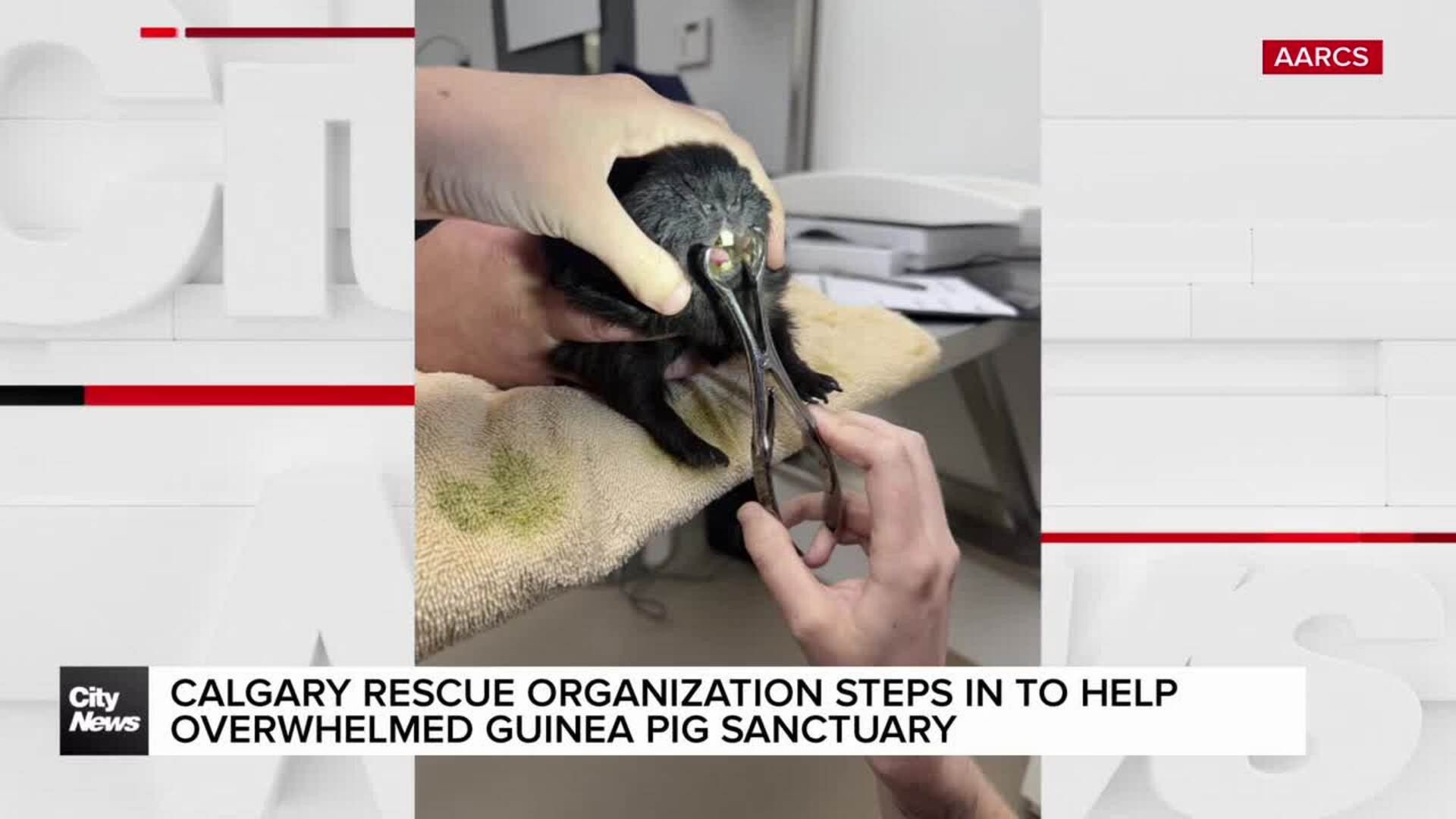 Calgary rescue organization AARCS steps in to help overwhelmed Guinea ...