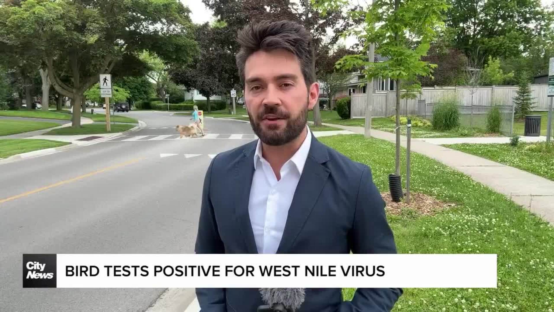 Positive West Nile cases in Ontario birds, one near GTA