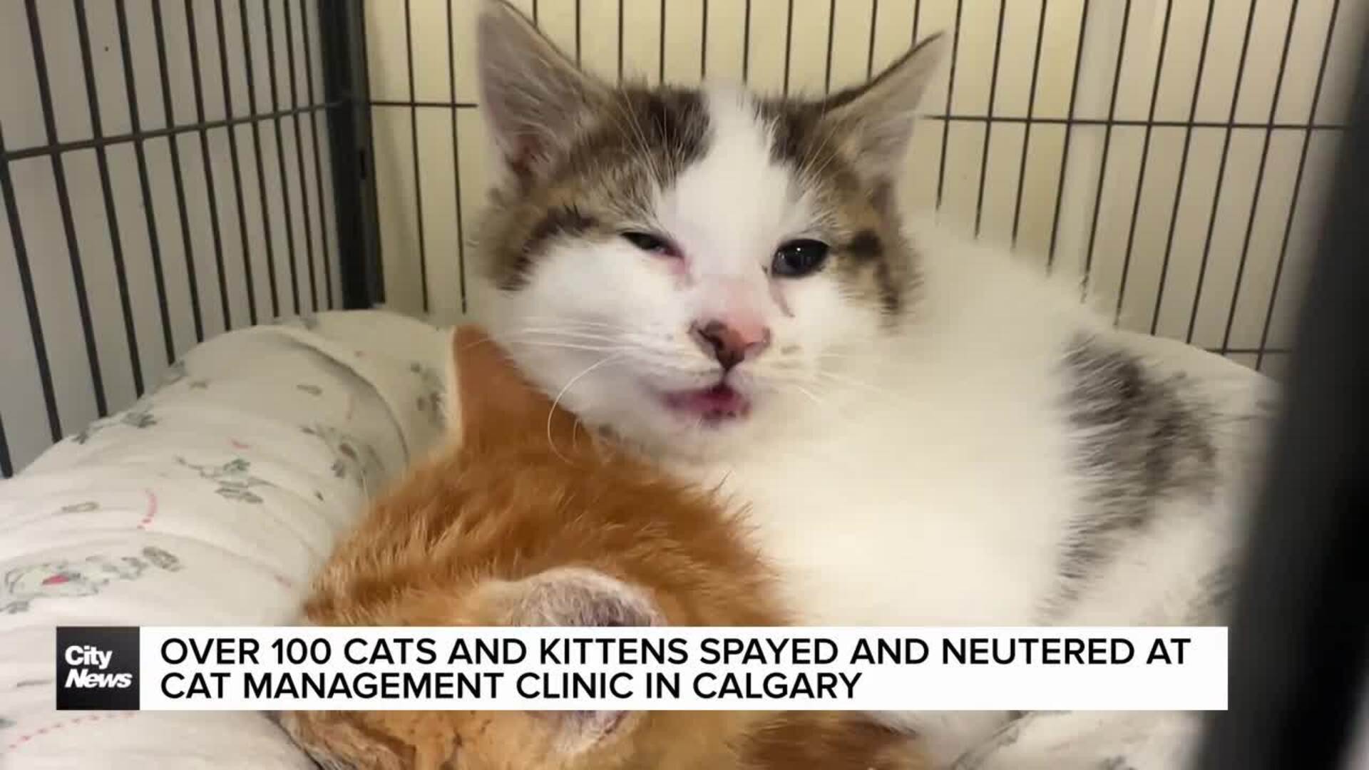 Over 100 cats and kittens spayed and neutered at Cat Management Clinic ...