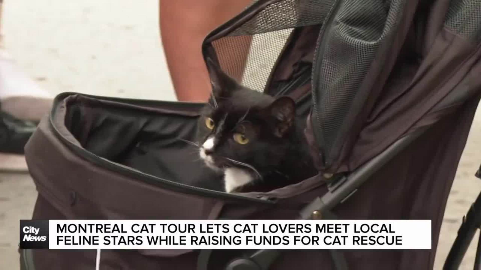 Cat tour features Montreal's feline stars
