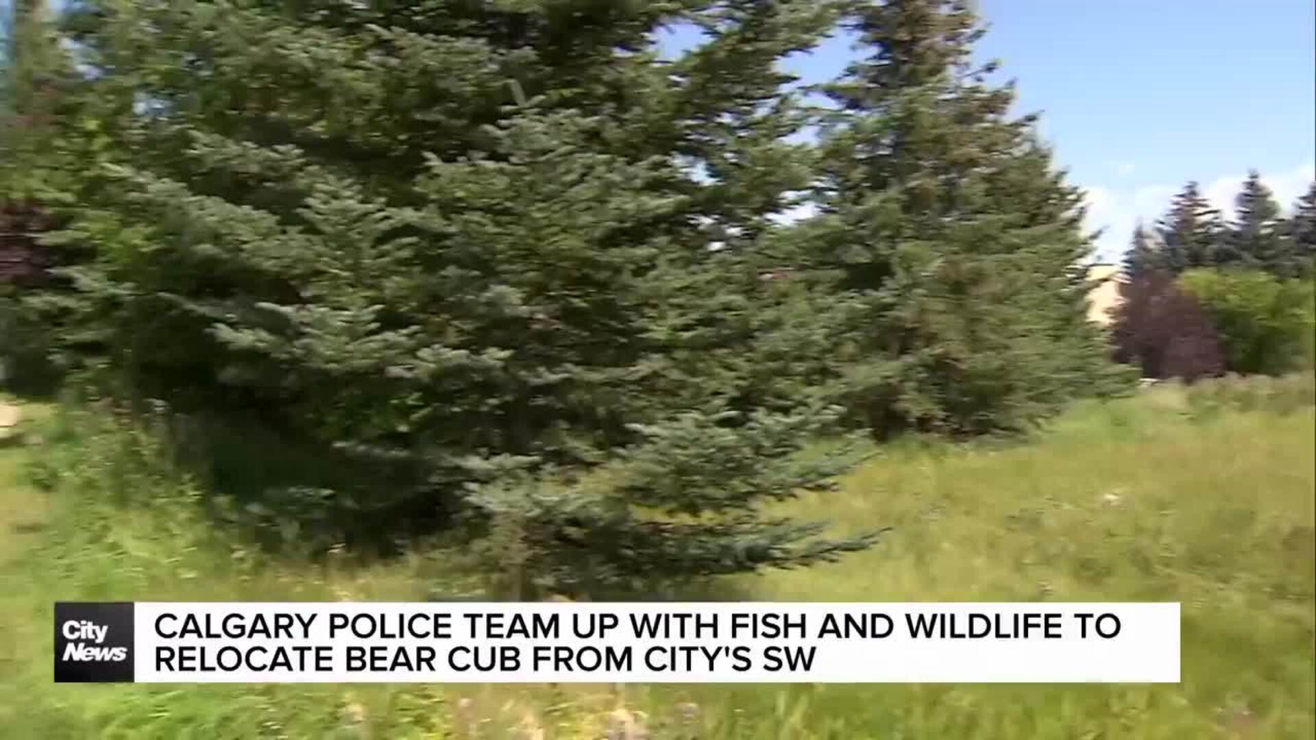 Inglewood residents unfazed by rumoured Calgary rat sighting