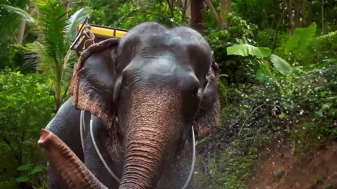 SARAH MATHIAS, DDS MS - JUNGLE OF SMILES - Updated March 2025 - 110 ...