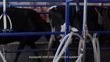 Molecular and Digital Technologies Applied on Sustainable Farming Milk ...