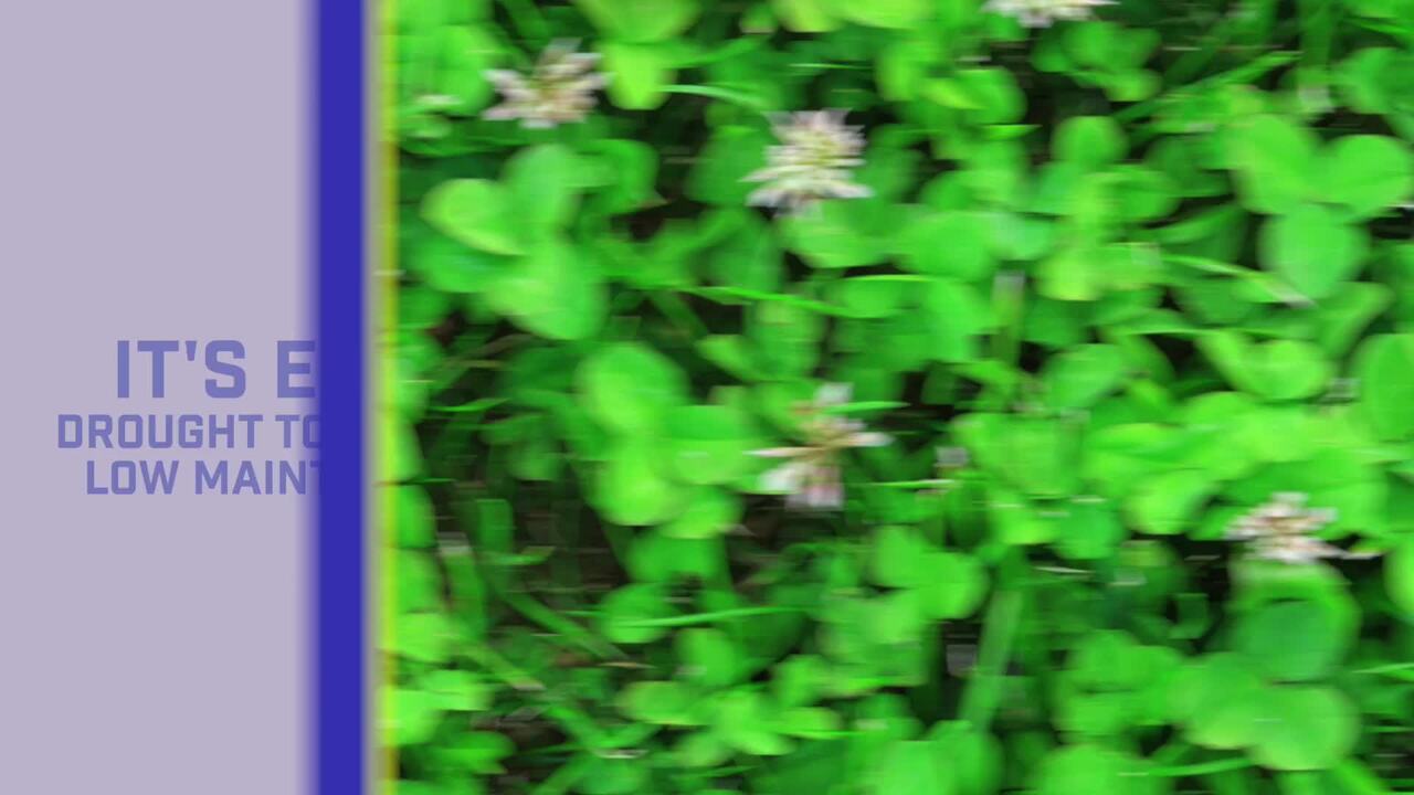 Pennington Smart Seed Clover Grass Seed Mix 7 lbs. 100547419 - The Home ...