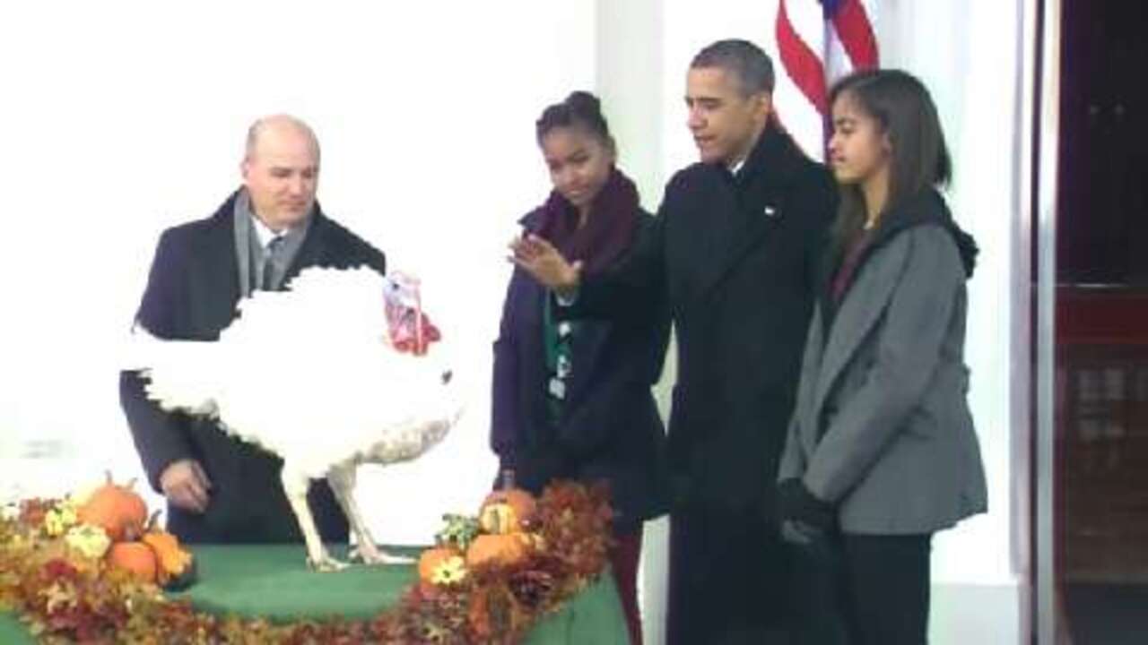 Obama pardons Popcorn the turkey - POLITICO