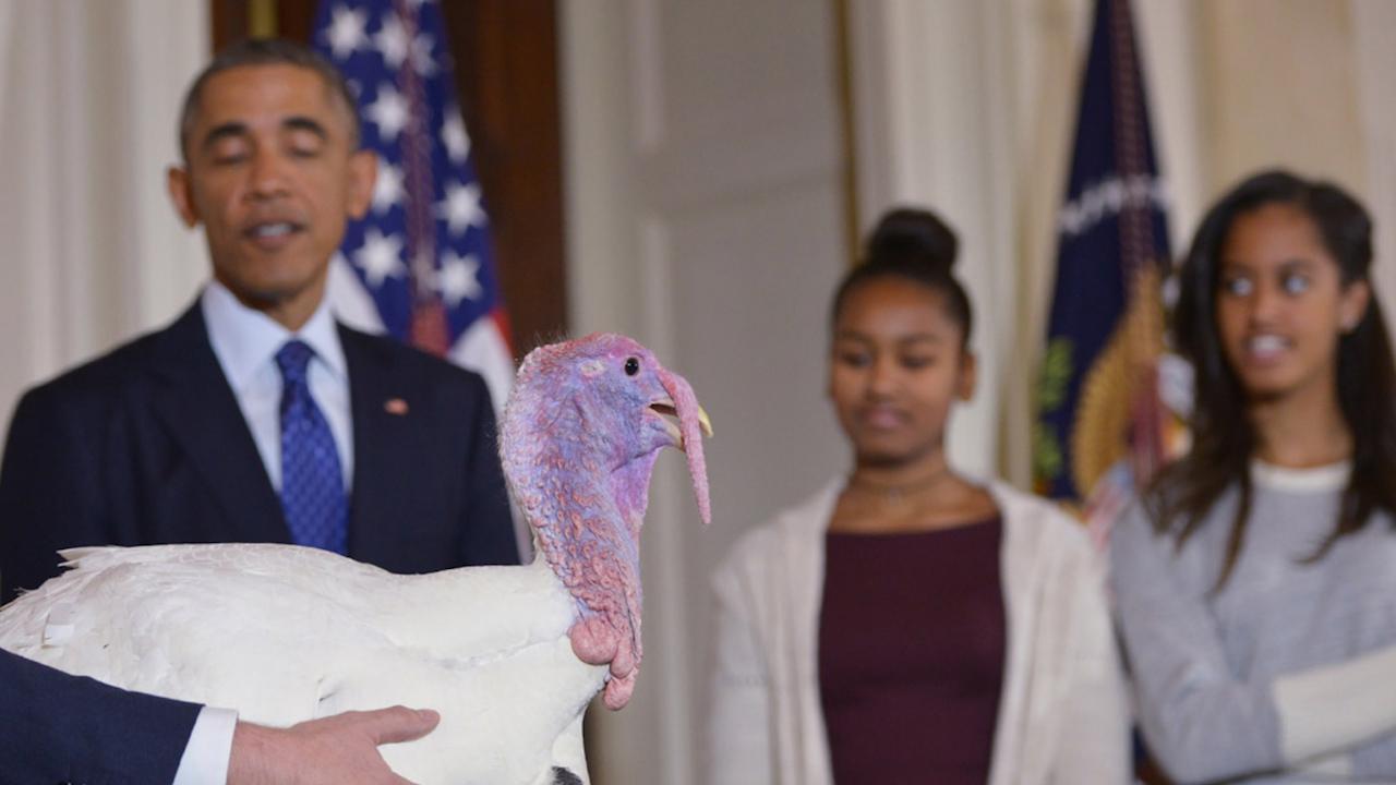 30 years of turkey jokes - POLITICO