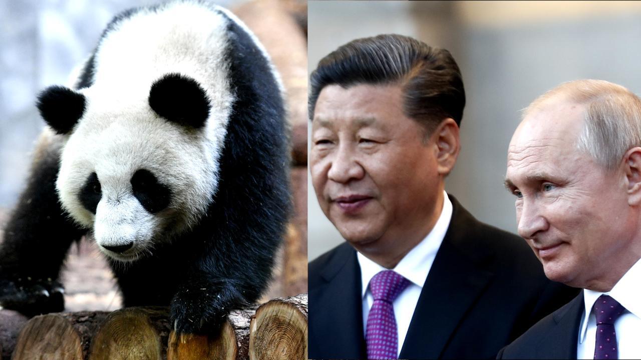 Panda diplomacy: Vladimir Putin and Xi Jinping visit the zoo - POLITICO