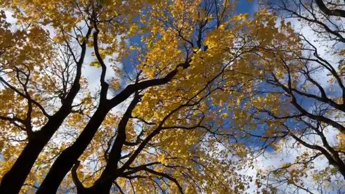 Vidéos et bulletins de nouvelles | TVA Nouvelles