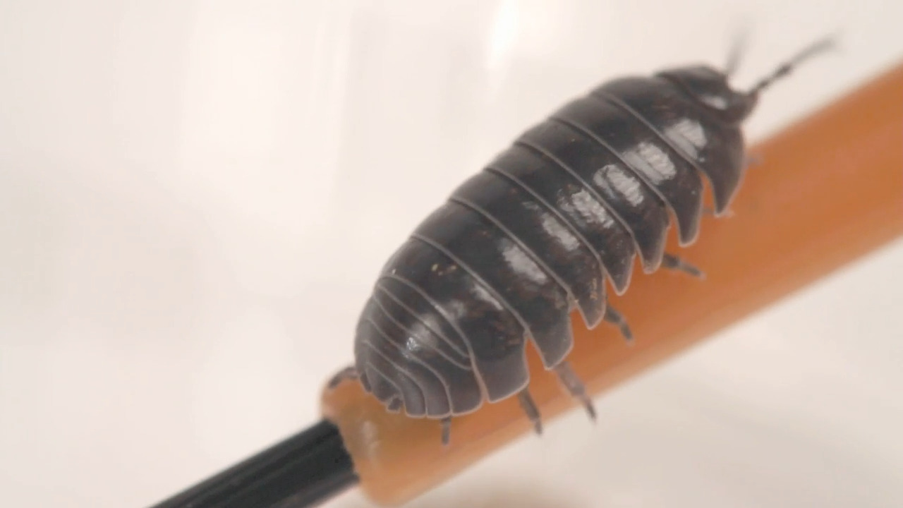 Sow Bug Vs Pill Bug | ppgbbe.intranet.biologia.ufrj.br