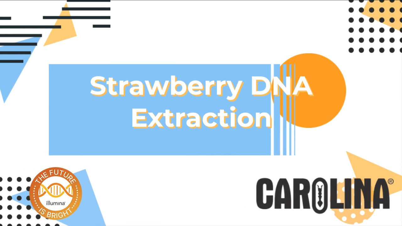 DNA Day: Carolina Strawberry DNA Extraction Kit Tutorials