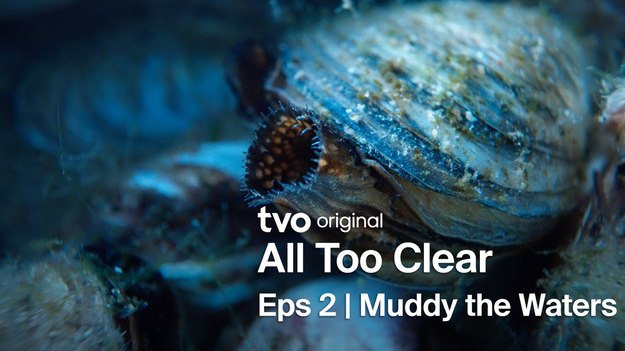 Muddy the Waters | TVO Today