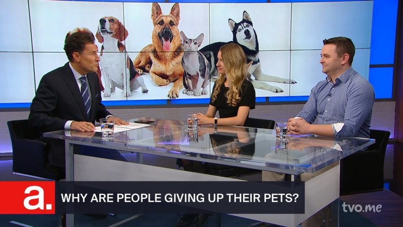 What's Behind the Rise in House Pets Being Abandoned? | TVO Today