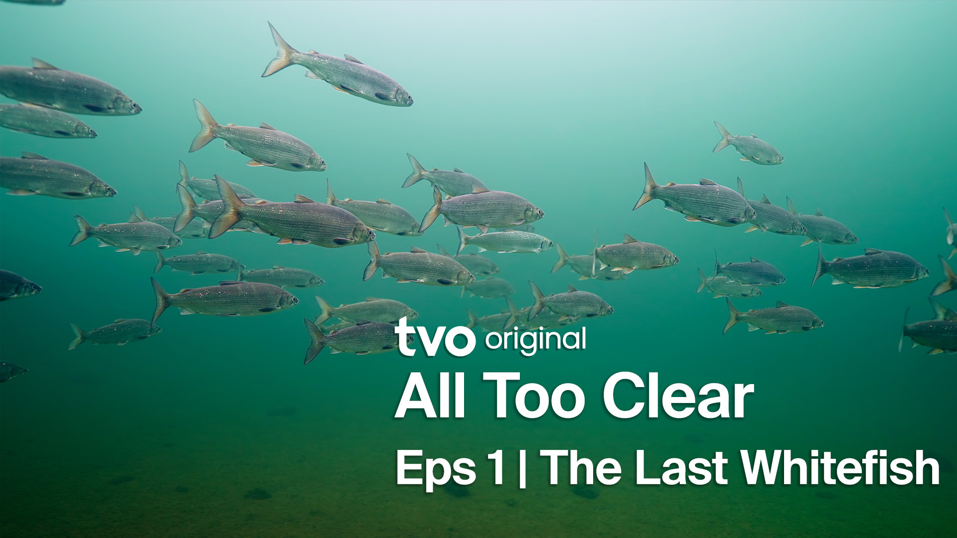 All Too Clear | TVO Today