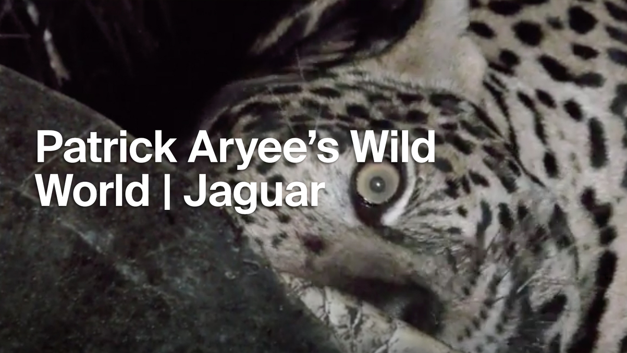 Jaguar | TVO Today