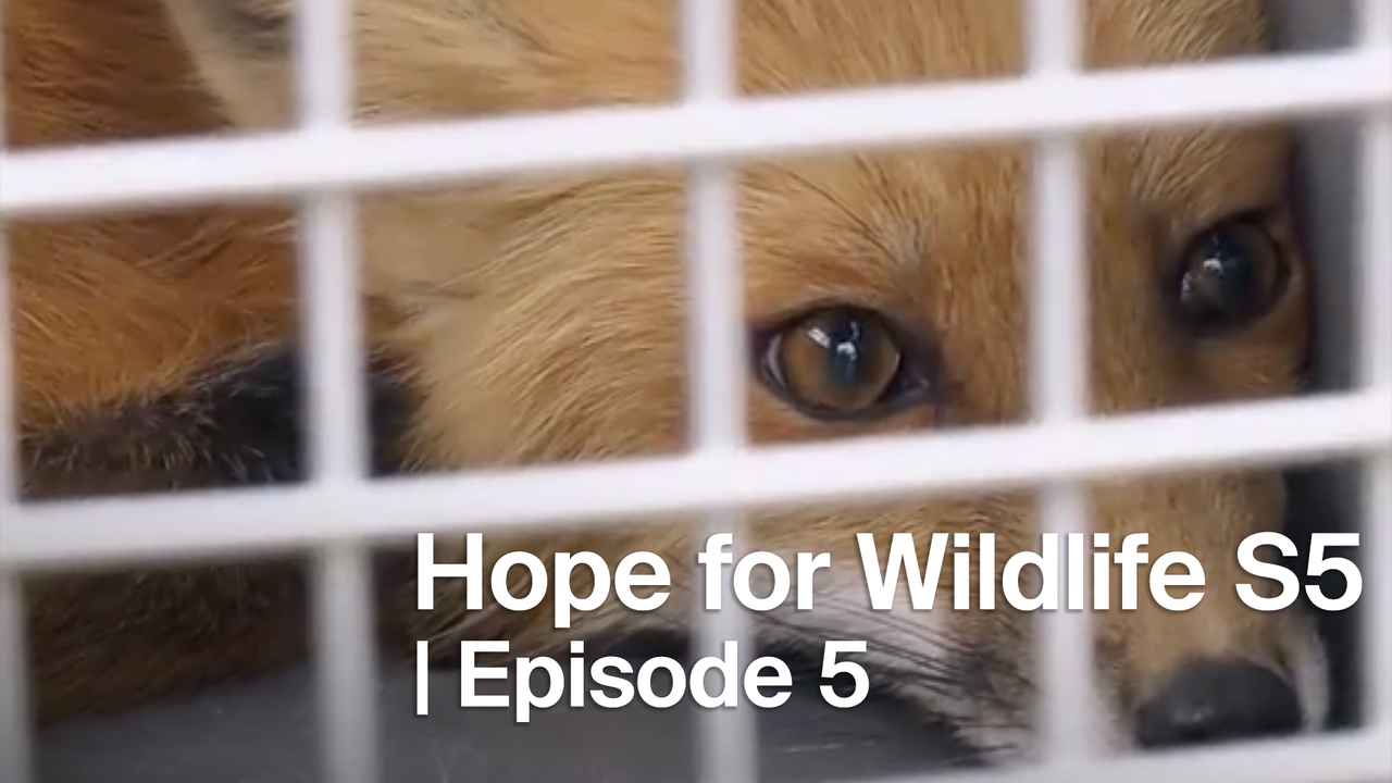 The Fox and the Hog | TVO Today