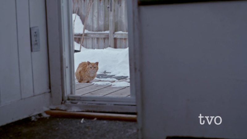 Running Wild: The Cats of Cornwall | TVO Today