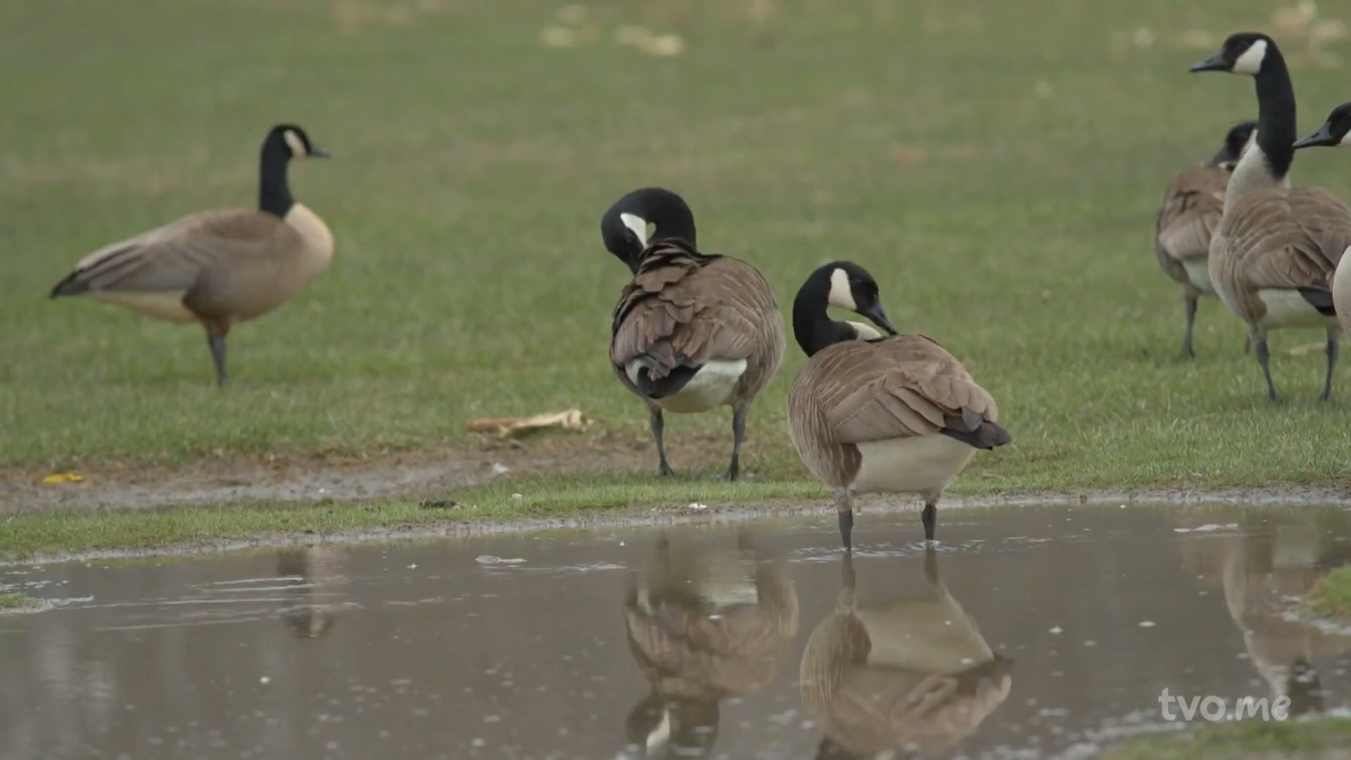 Canada Geese Takeover | TVO Today