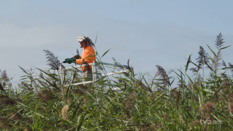 Can Ontario Stop Invasive Phragmites’ Chokehold on Wetlands? | TVO Today
