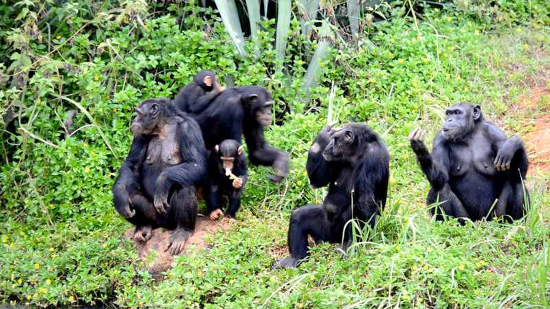 Creature Cognition: Exploring Animal Minds | TVO Today