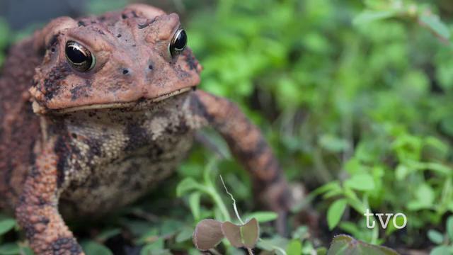 Fact-Check: Examining the noisy Fowler's toad | TVO Today