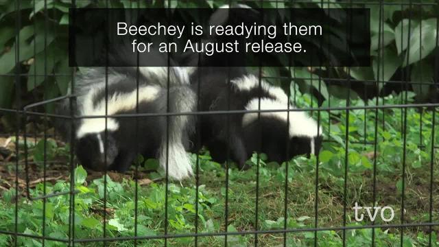 The Skunk Lady | TVO Today