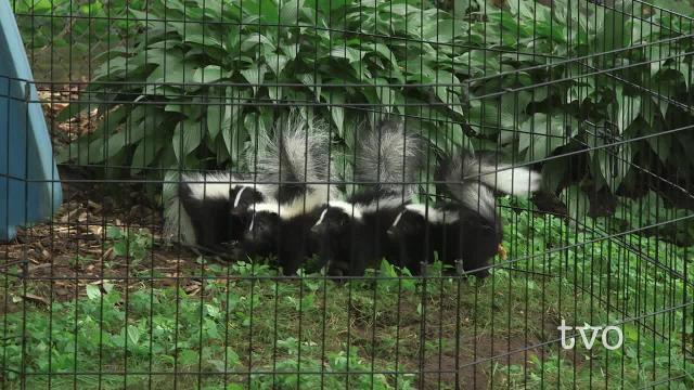 The Skunk Lady | TVO Today