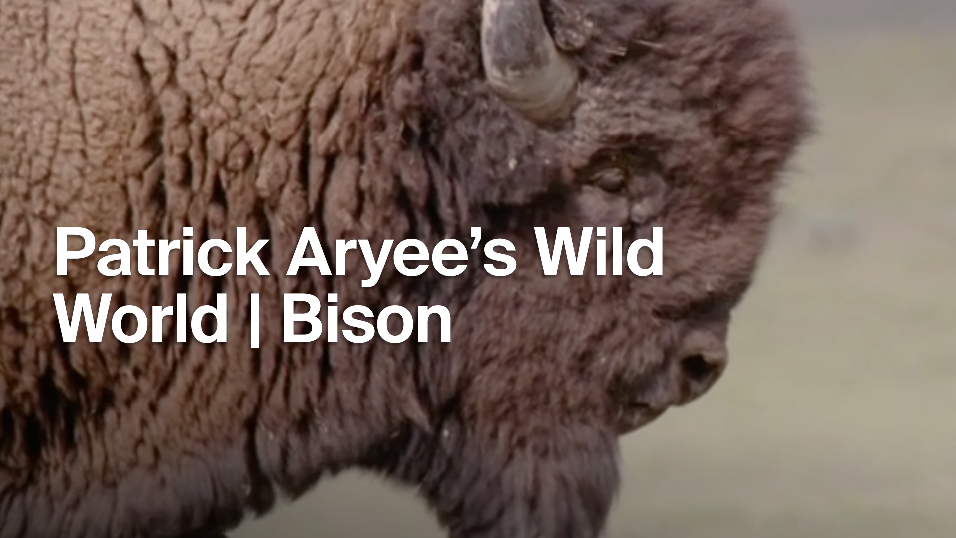 Patrick Aryee's Wild World | TVO Today