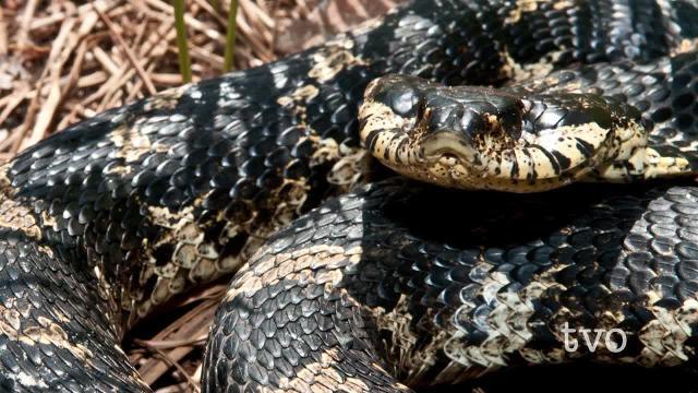 Endangered Ontario: Hognose snake | TVO Today