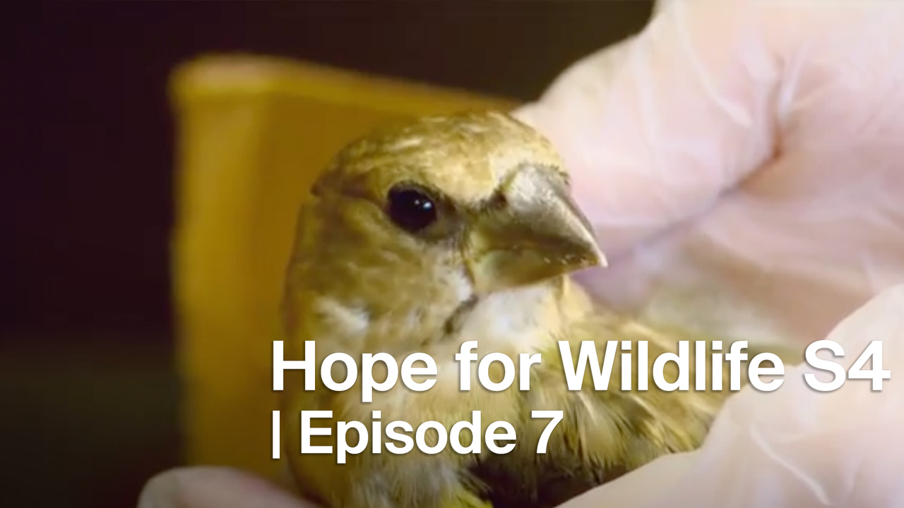 Windy City Hope | TVO Today