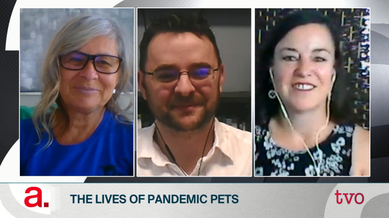 The Lives of Pandemic Pets | TVO Today
