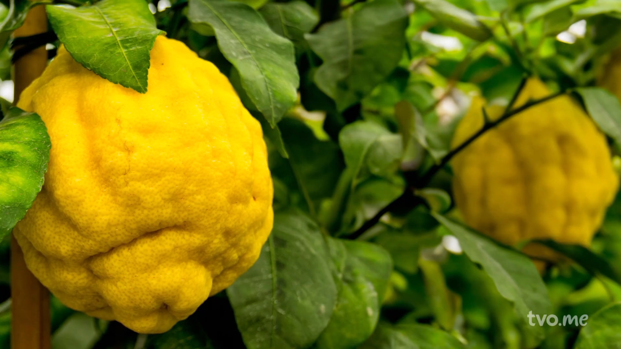 Growing Tropical Fruit in Ontario | TVO Today