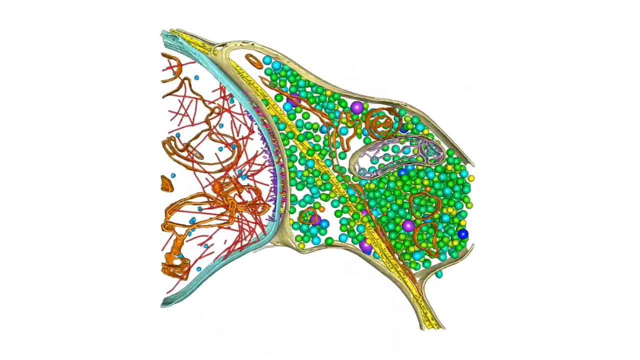 Aquilos 2 Cryo FIB_冷冻电镜-赛默飞电子显微镜