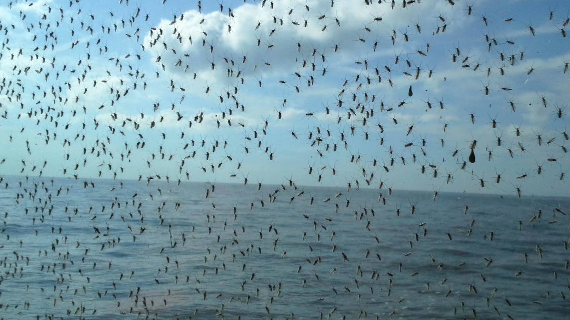 Seeing swarms of little flying bugs? Here’s what they are – Breakfast ...