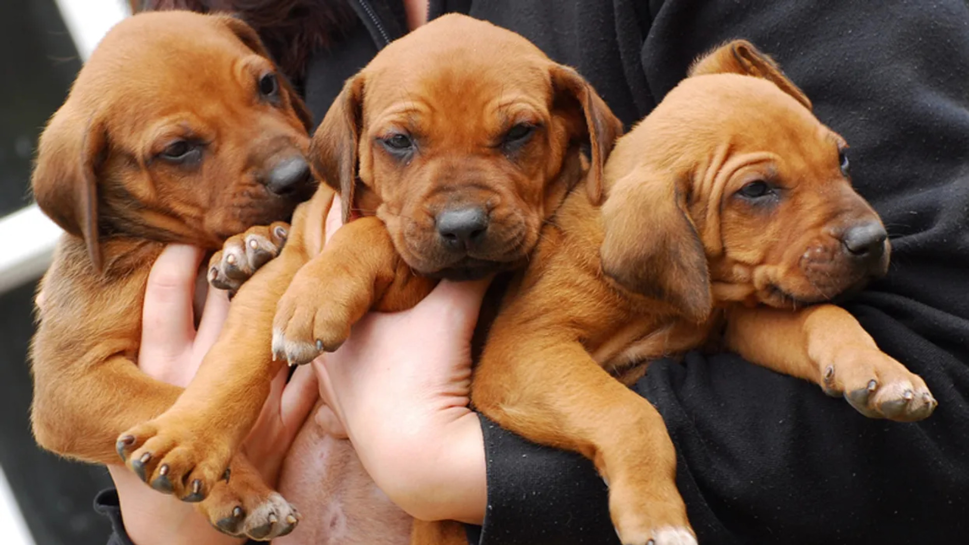 Everything you need to consider before adopting a pet – Breakfast ...