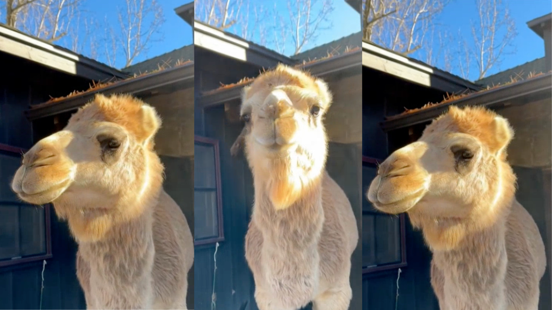 This camel is literally breaking into people’s homes — just for snacks ...