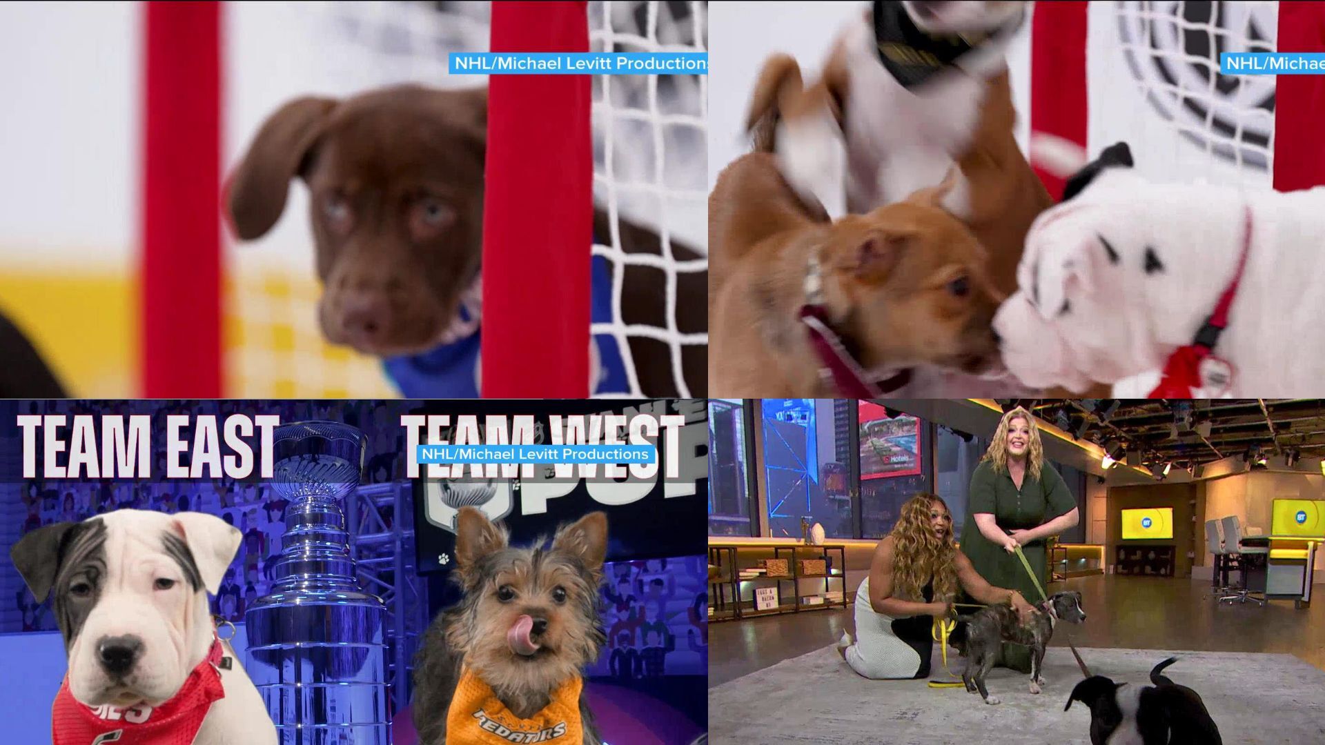 The televised ‘Stanley PUP’ is raising awareness on pet adoption — here ...